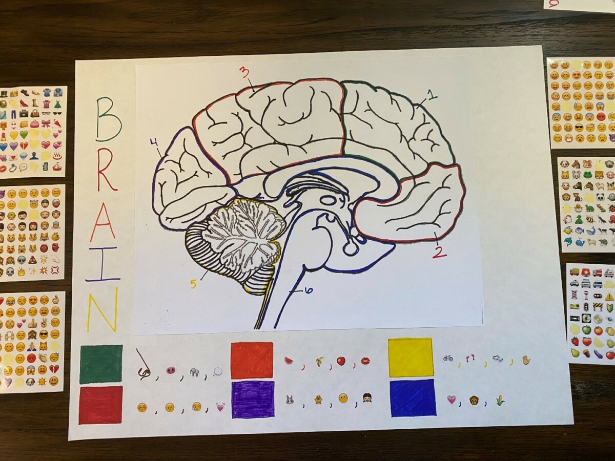 Dementia & the Brain: An easy explanation for kids - Alzheimer's San Diego