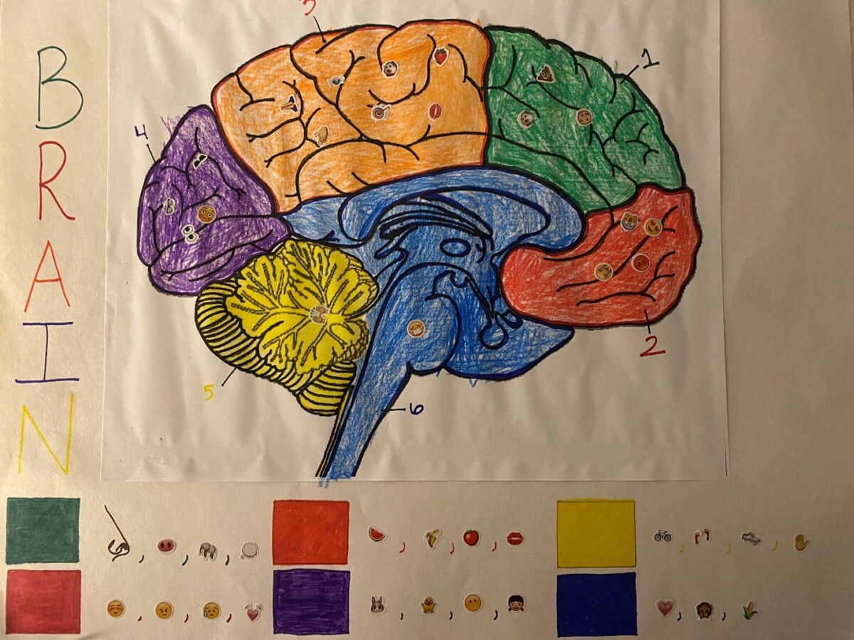 Dementia & the Brain: An easy explanation for kids - Alzheimer's San Diego